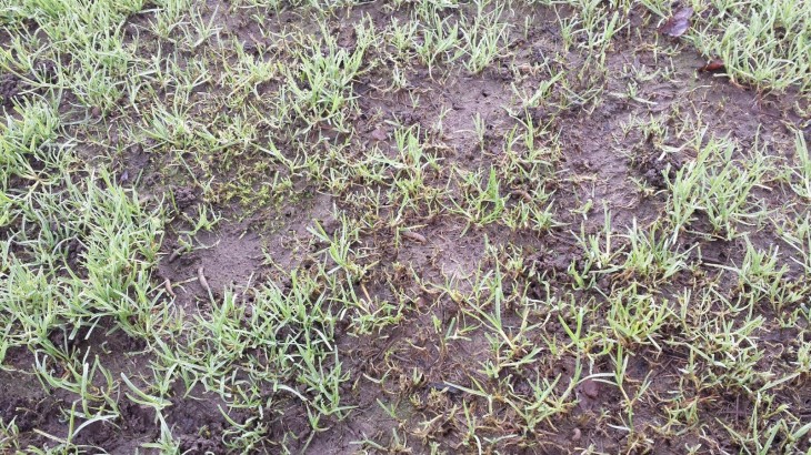 Crane Fly Control Treatment | Rasmussen Spray Service