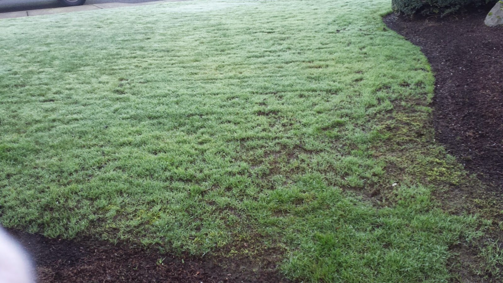 Crane Fly Control Treatment | Rasmussen Spray Service