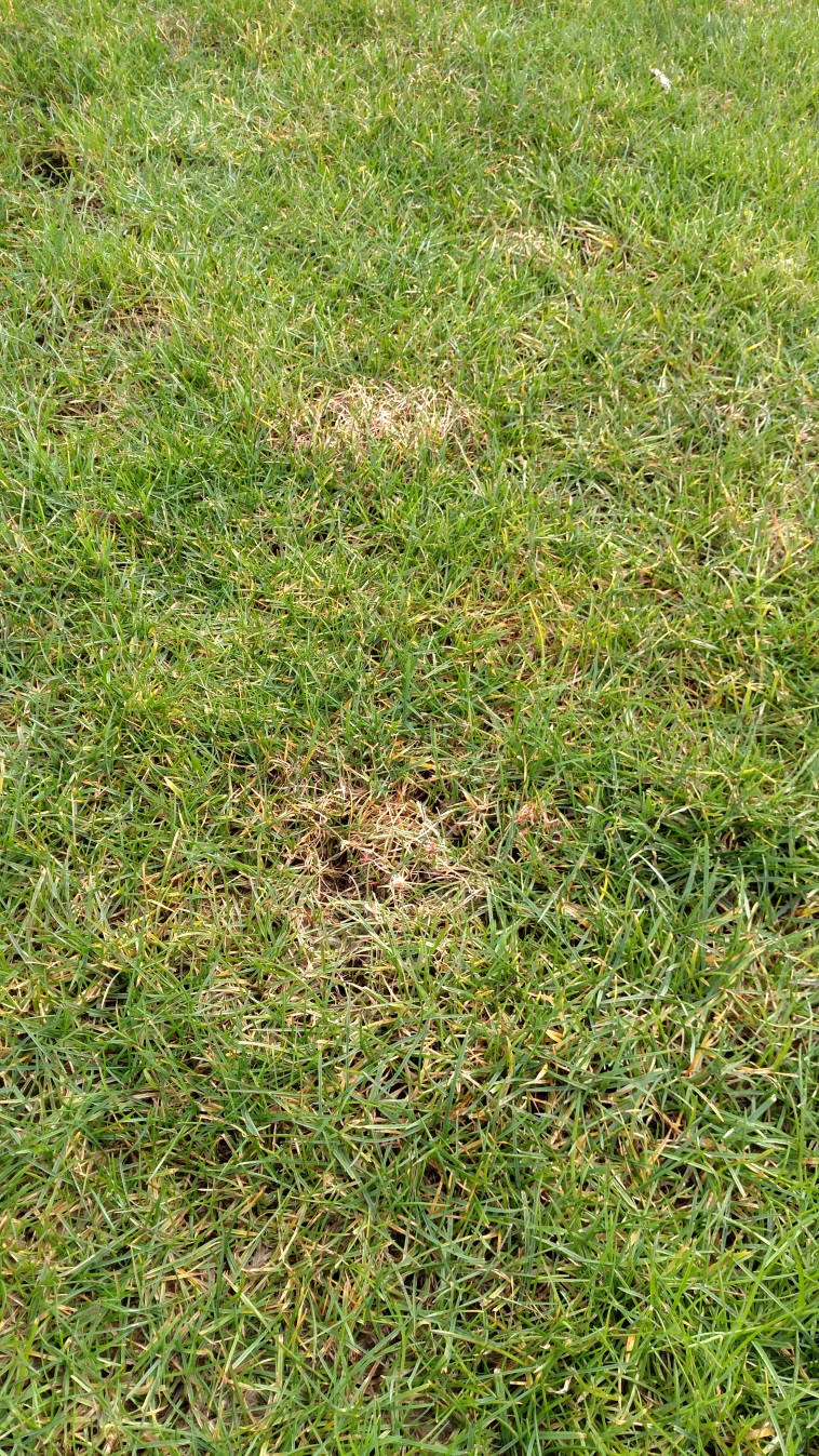 Red Thread in Lawns | Rasmussen Spray Service