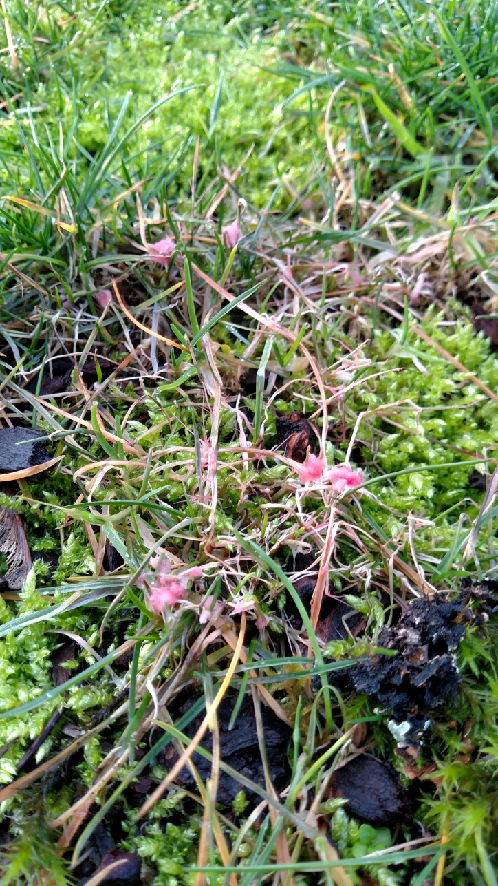 Red Thread in Lawns | Rasmussen Spray Service