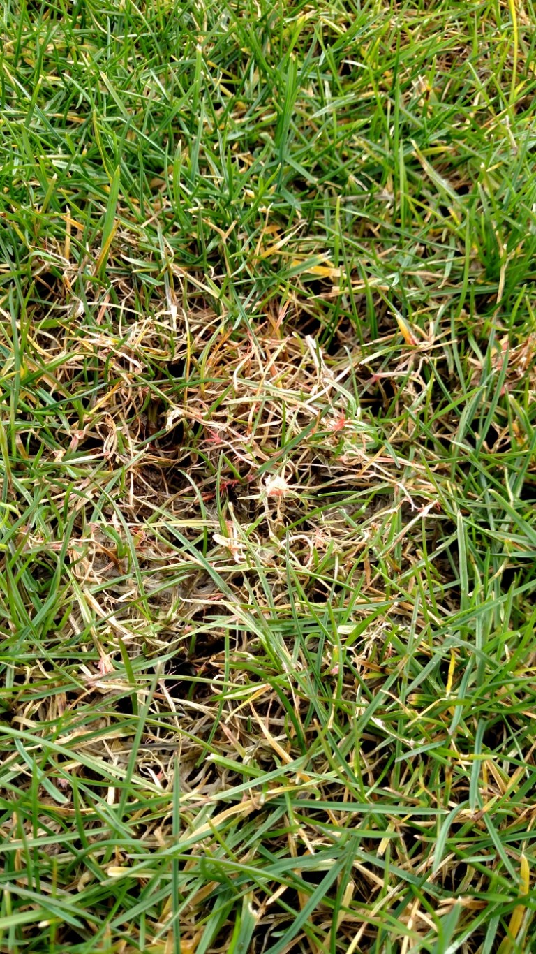 Red Thread in Lawns | Rasmussen Spray Service
