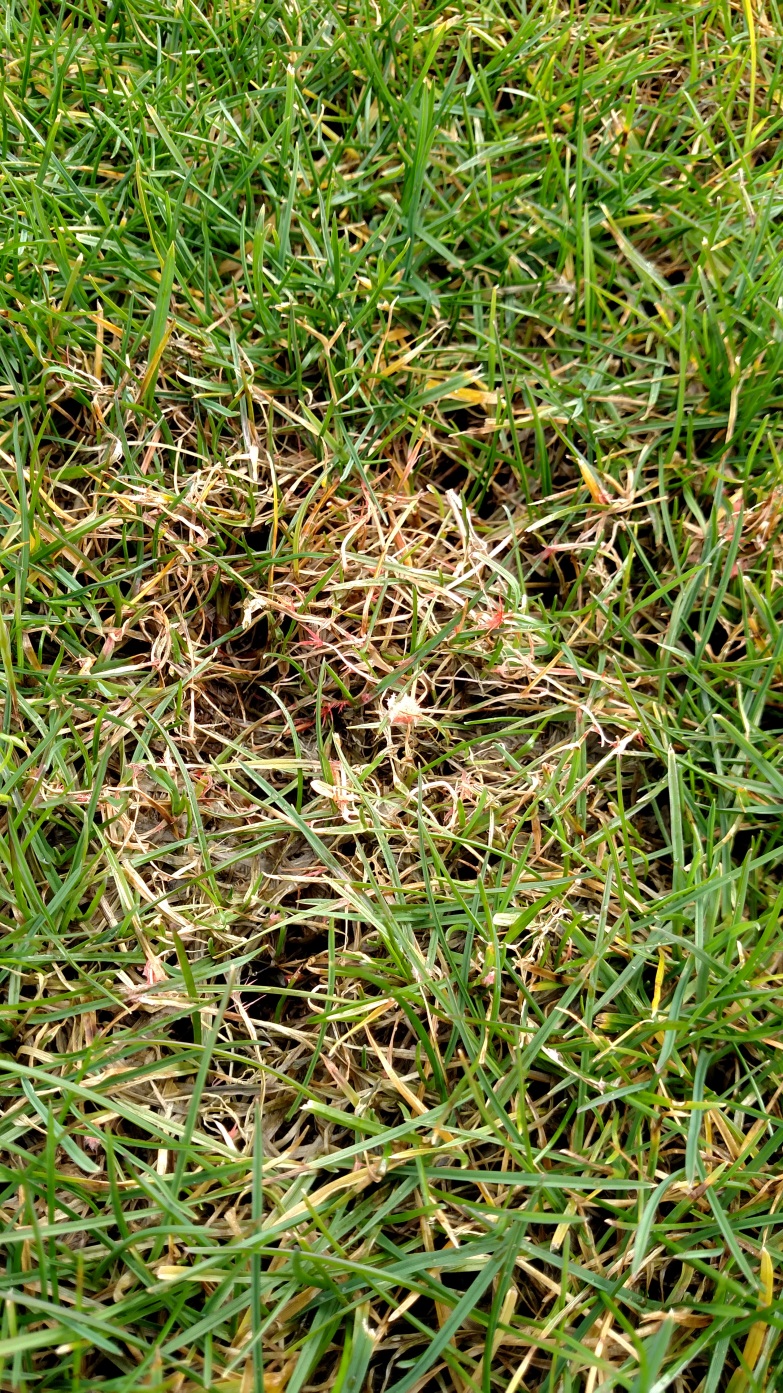 Red Thread in Lawns | Rasmussen Spray Service